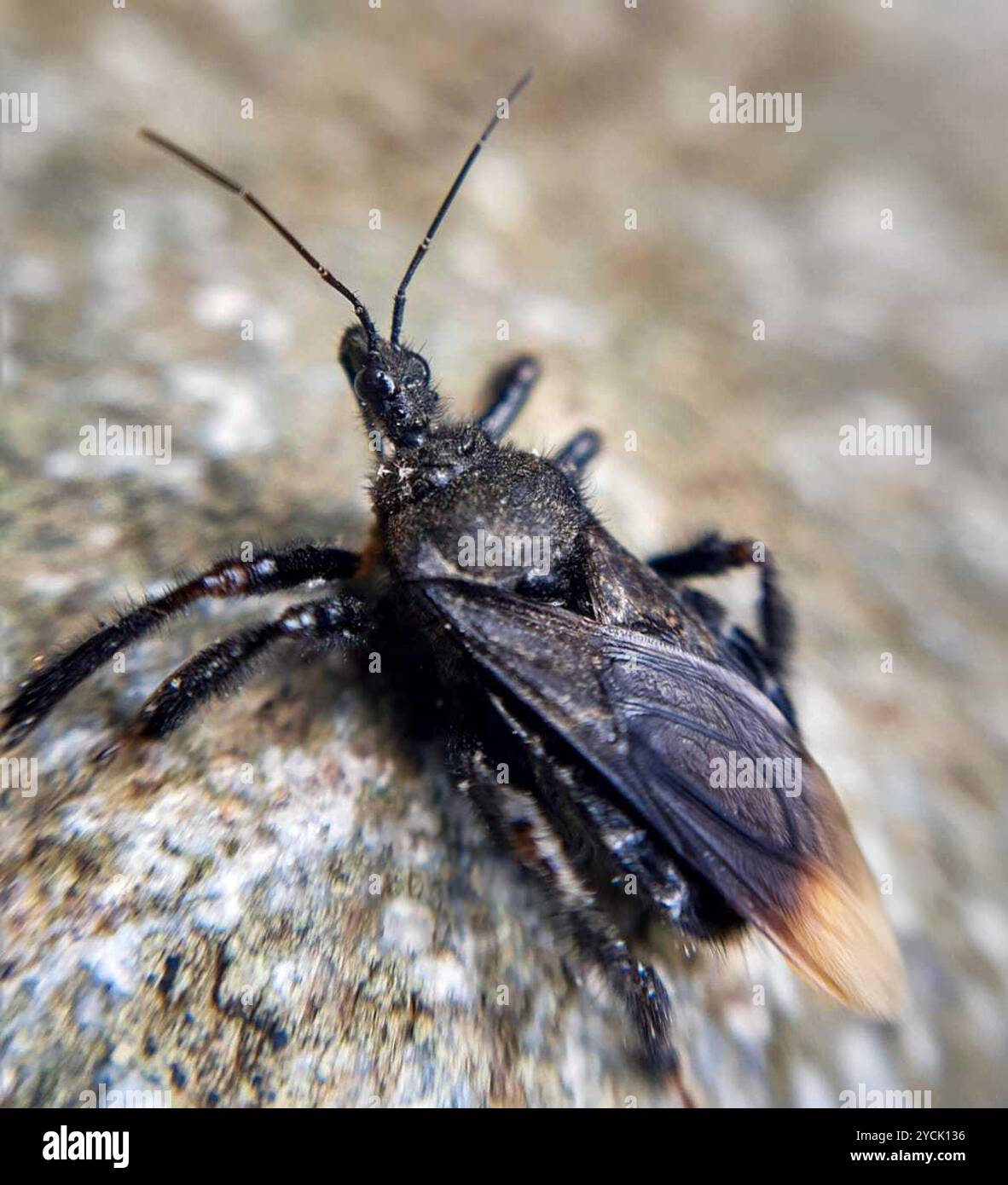 Apiomerus hi-res stock photography and images - Alamy