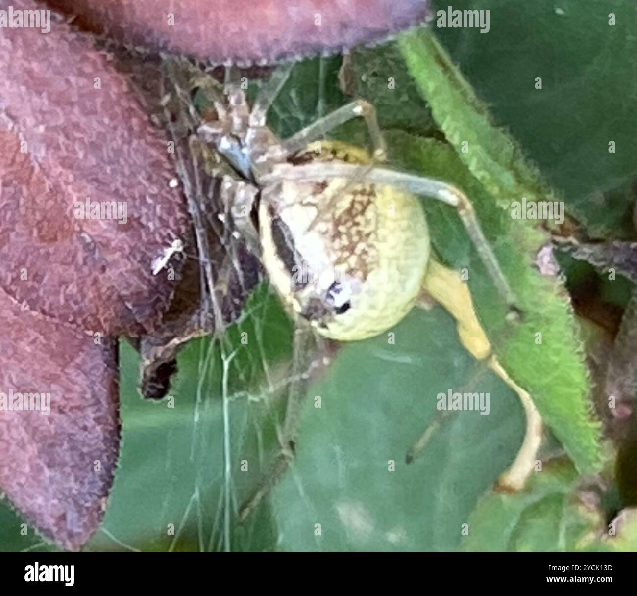 Candy-striped Spider complex (Enoplognatha ovata) Arachnida Stock Photo ...