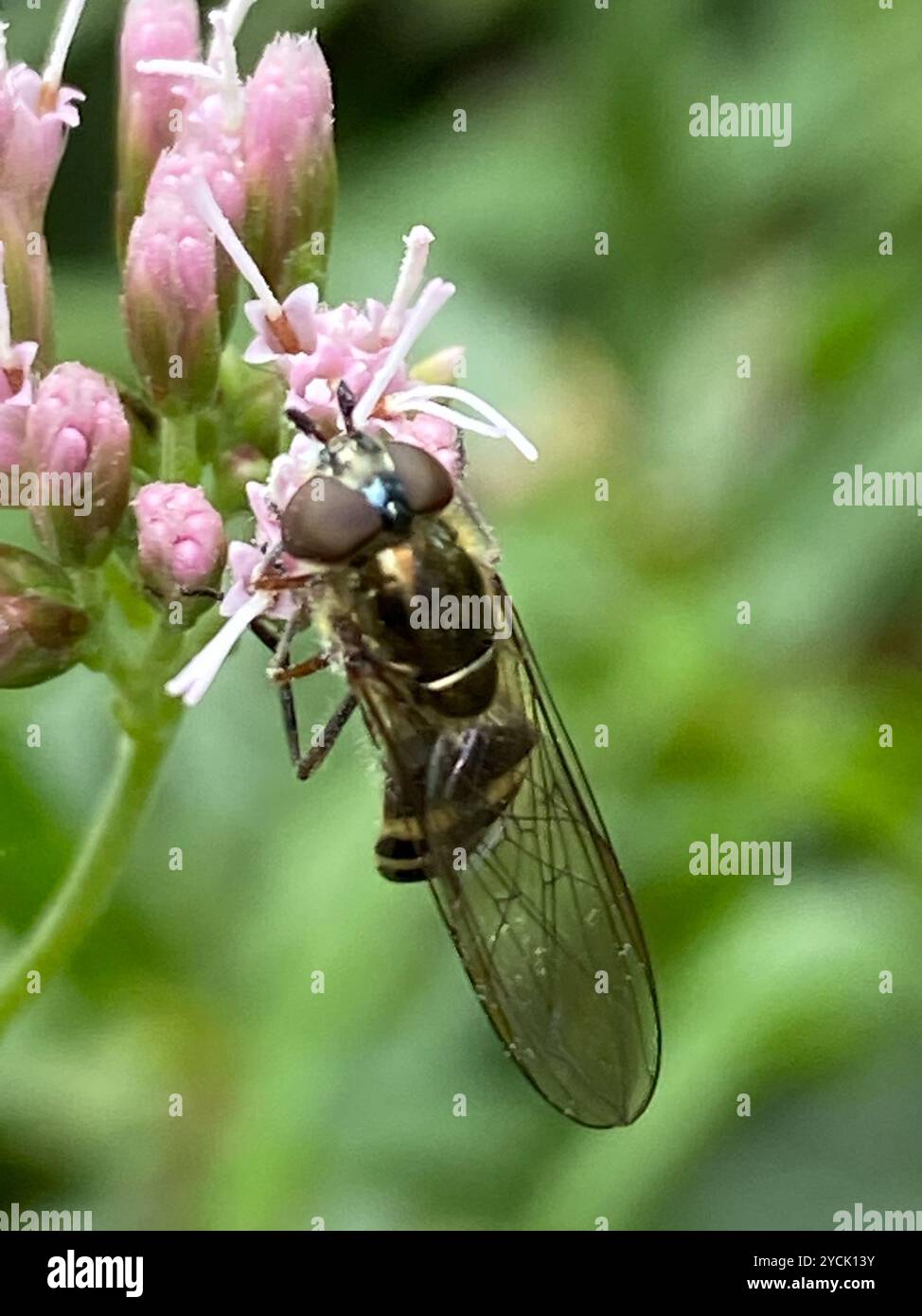 Xanthandrus comtus hi-res stock photography and images - Alamy