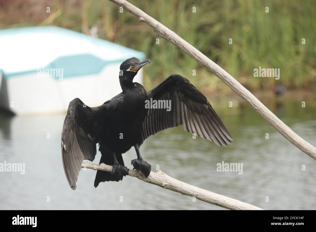 Neotropic Cormorant (Nannopterum brasilianum) Aves Stock Photo - Alamy