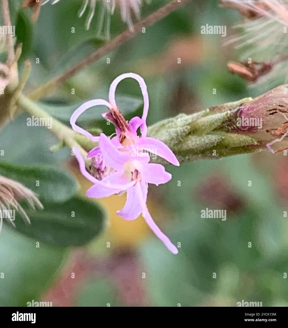 Garberia hi-res stock photography and images - Alamy