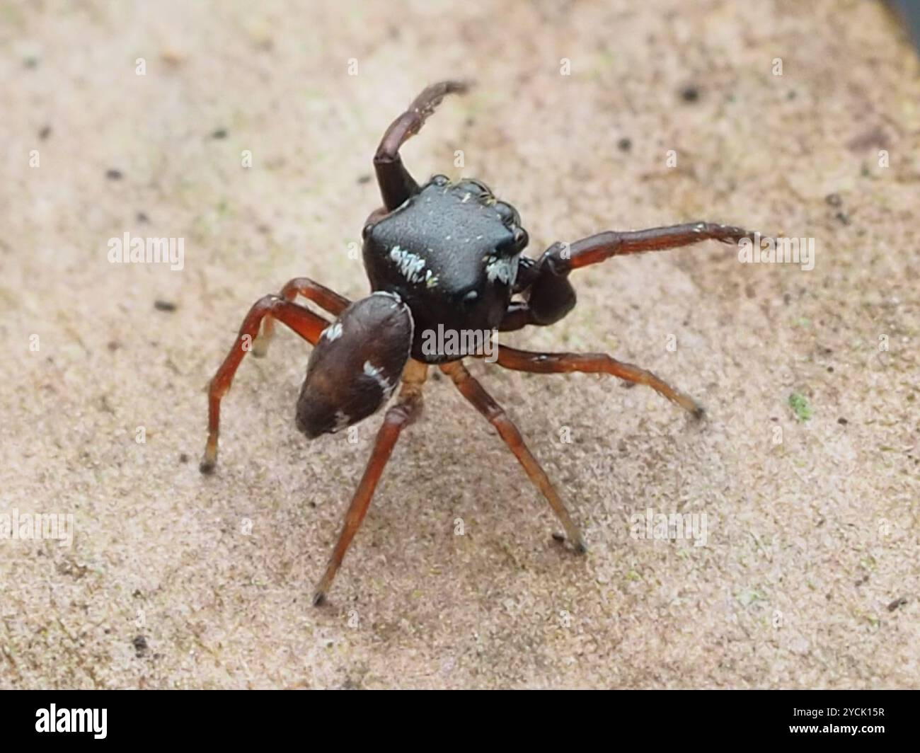 Zygoballus sexpunctatus hi-res stock photography and images - Alamy