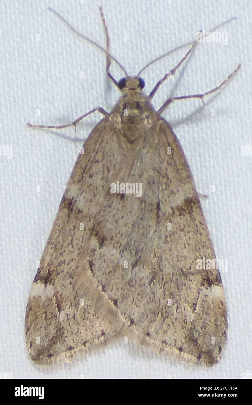 Fall Cankerworm Moth (Alsophila pometaria) Insecta Stock Photo - Alamy