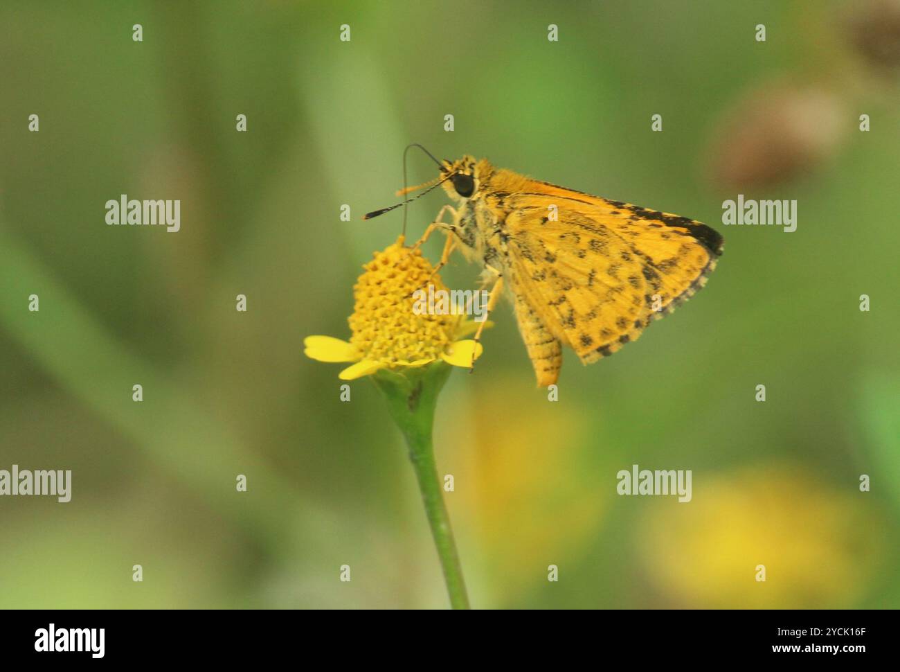 Common Bush Hopper (Ampittia dioscorides) Insecta Stock Photo - Alamy