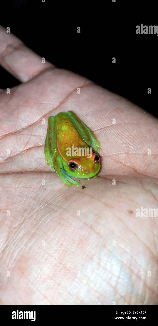 Polka dot tree frog boana punctata hi-res stock photography and images ...