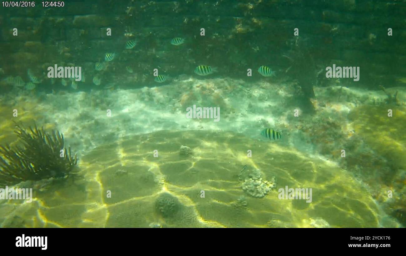 Atlantic Sergeant Major (Abudefduf saxatilis) Actinopterygii Stock ...