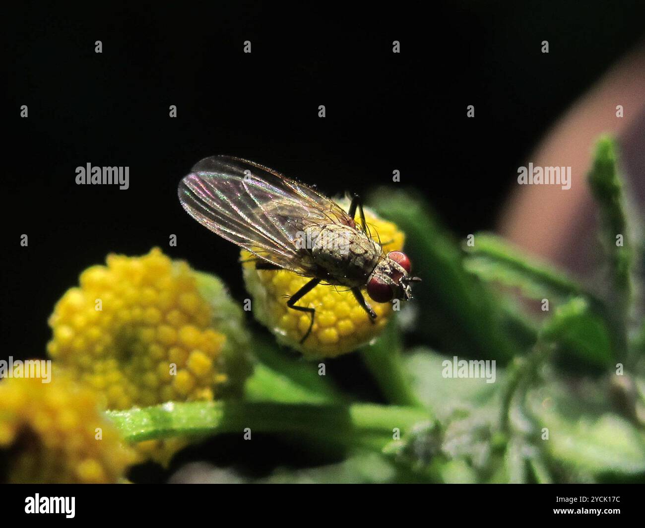 Root-maggot Flies (Anthomyiidae) Insecta Stock Photo - Alamy