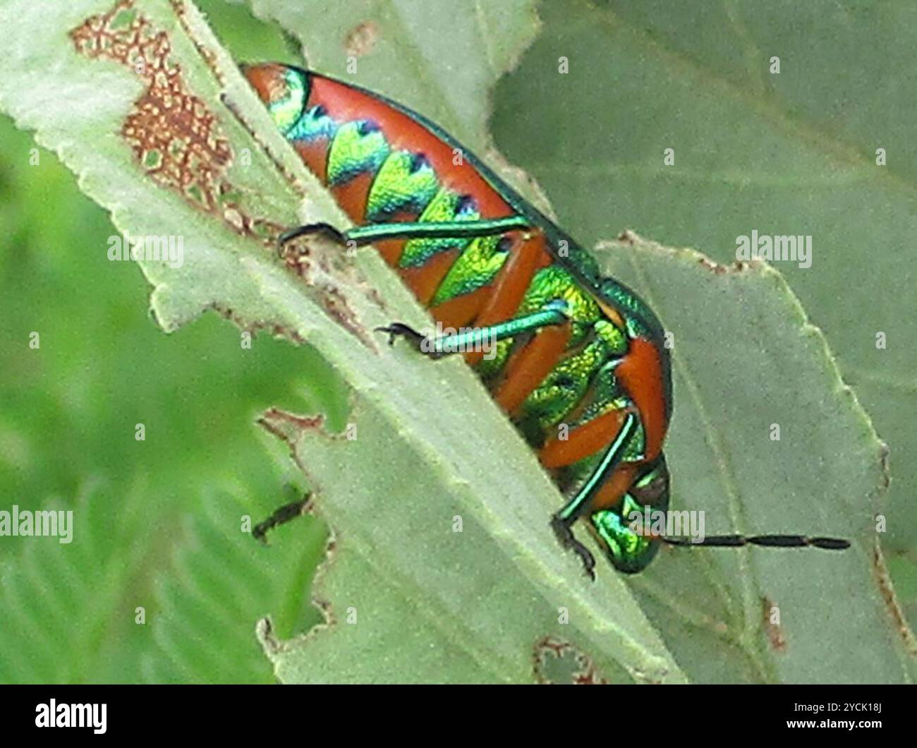 Rainbow shield bug hi-res stock photography and images - Alamy