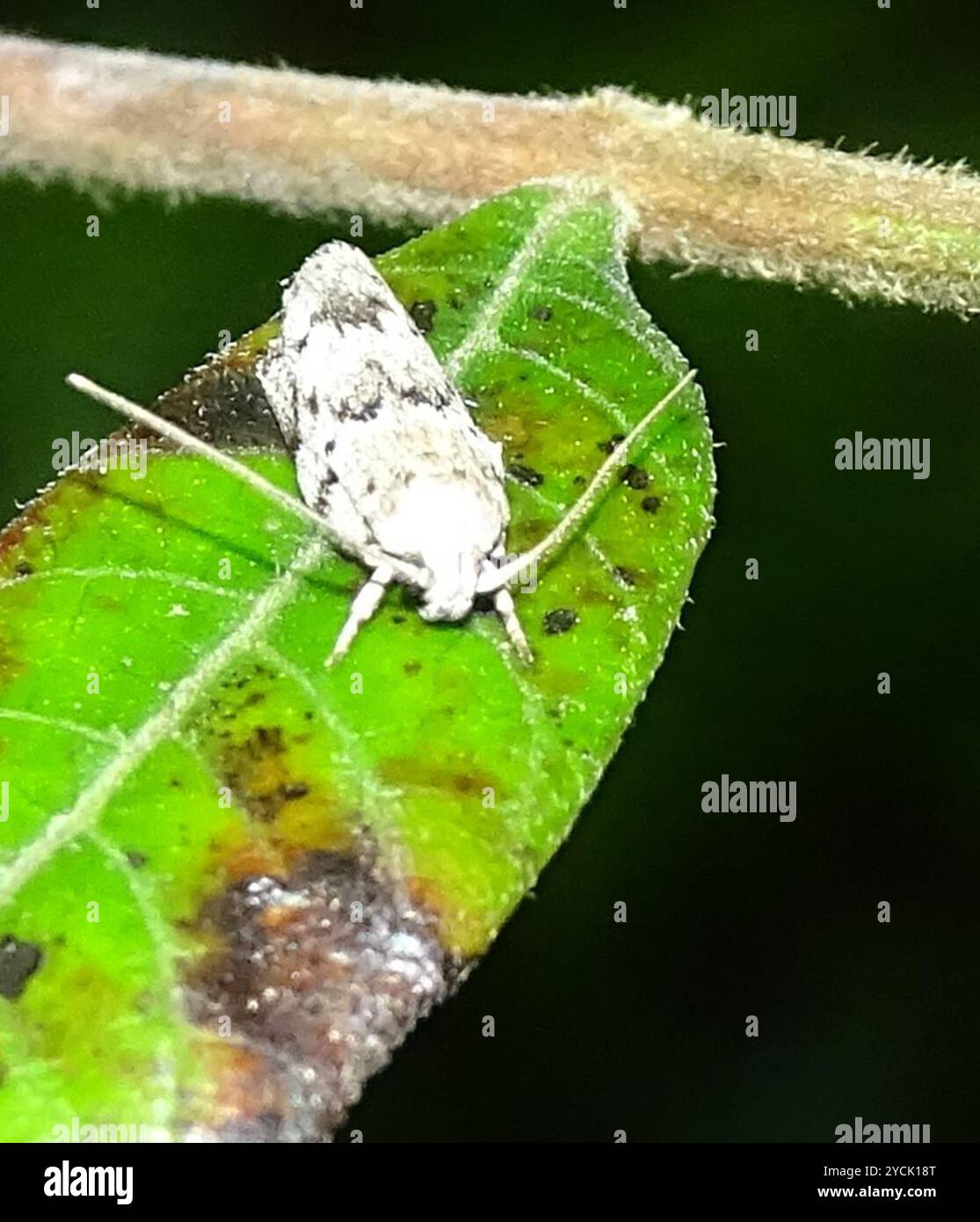 Curved-horn Moths (Gelechioidea) Insecta Stock Photo - Alamy