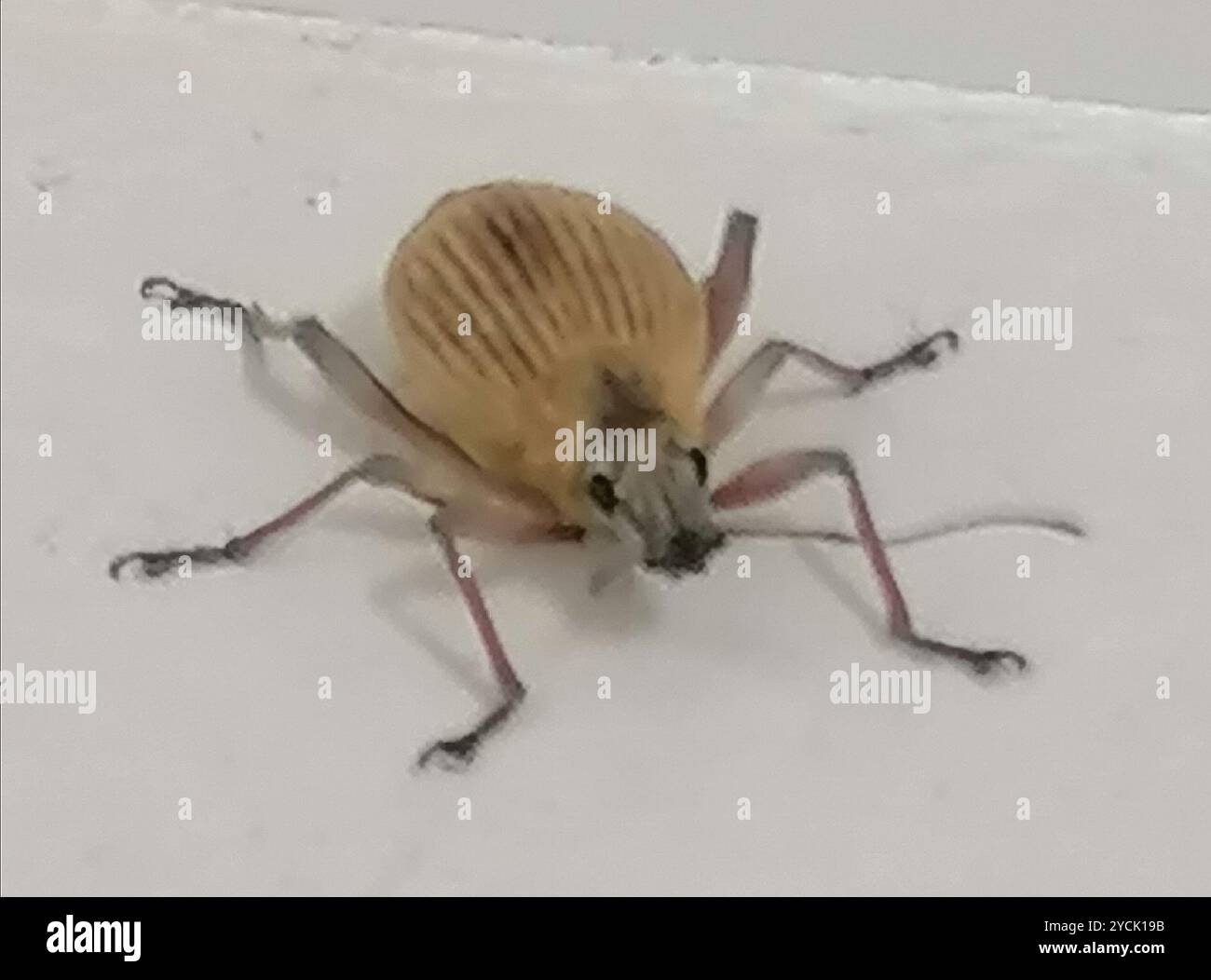 Broad-nosed Weevils (Entiminae) Insecta Stock Photo - Alamy