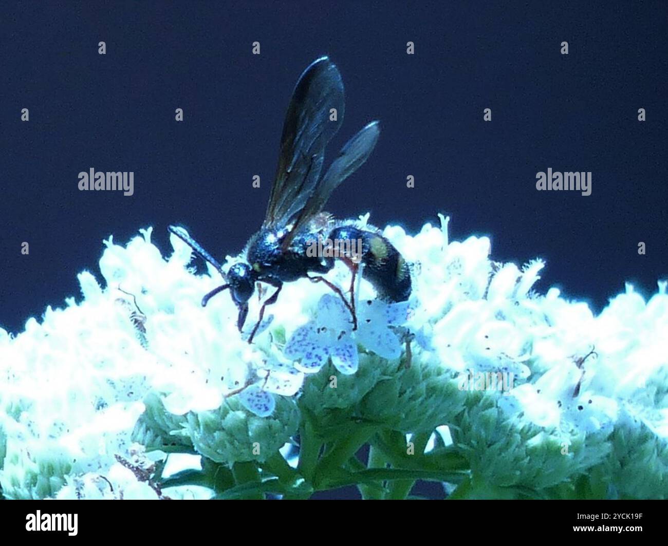 Noble scoliid wasp hi-res stock photography and images - Alamy