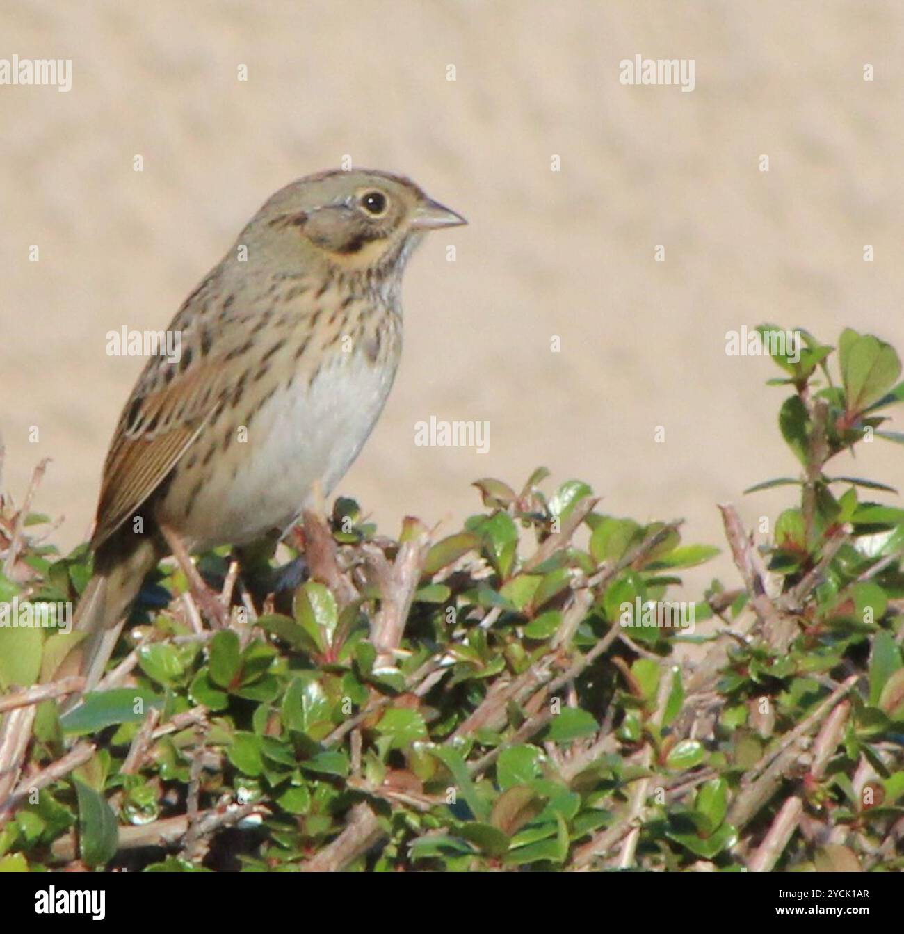 Lincoln's Sparrow (Melospiza lincolnii) Aves Stock Photo - Alamy