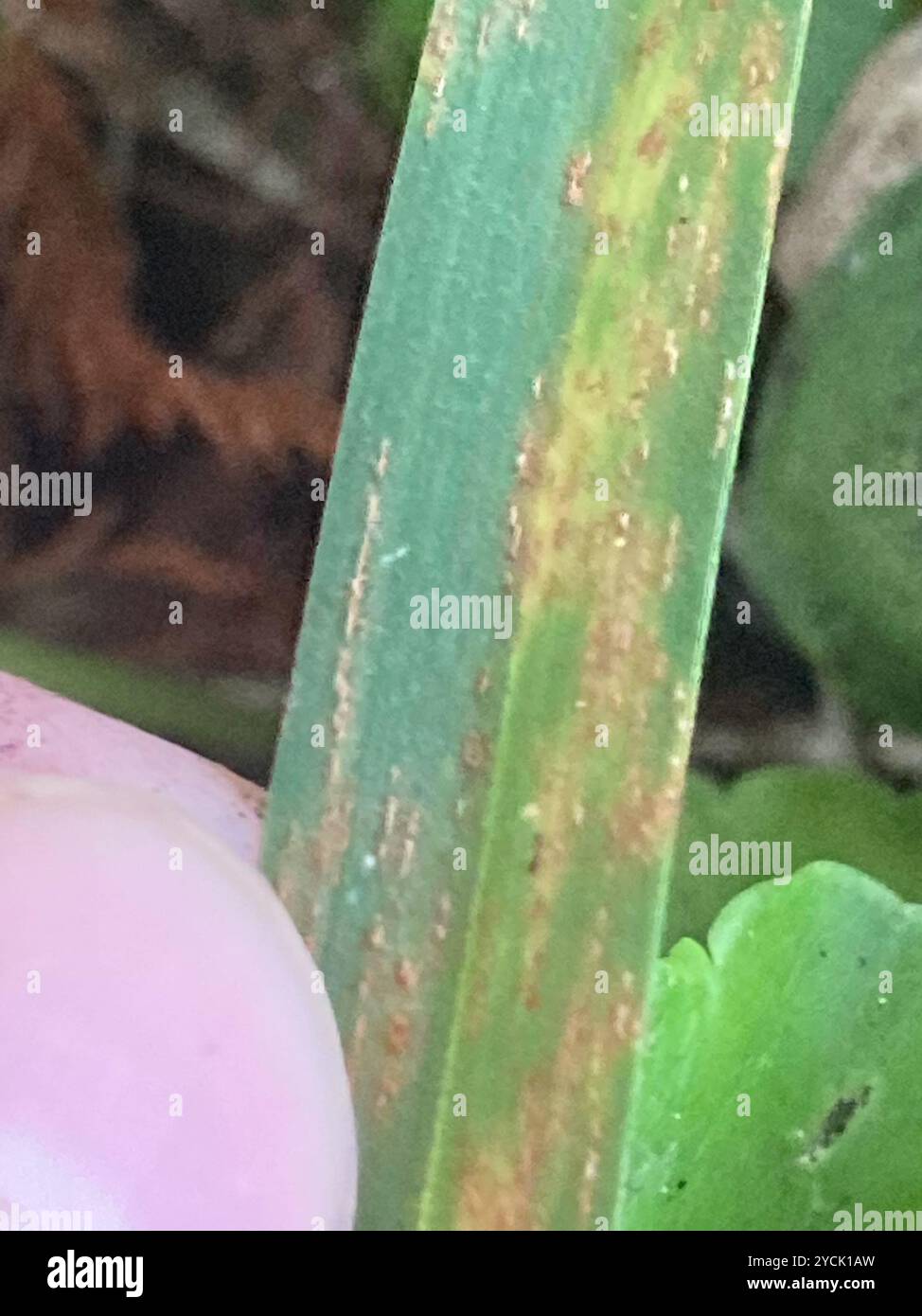 rust fungi (Pucciniales) Fungi Stock Photo - Alamy