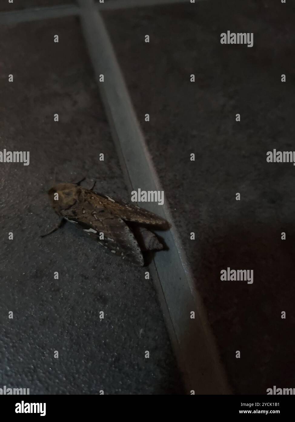 Wiseana signata hi-res stock photography and images - Alamy