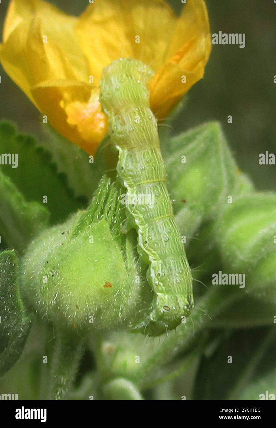 Cotton Bollworm Moth (Helicoverpa armigera) Insecta Stock Photo - Alamy