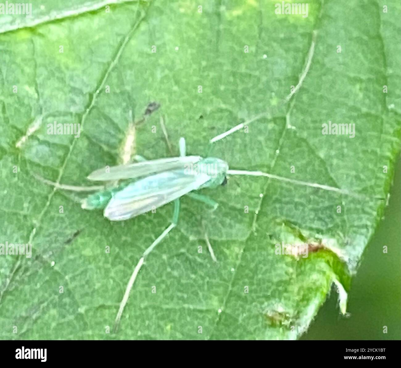 Non-biting Midges (Chironomidae) Insecta Stock Photo - Alamy