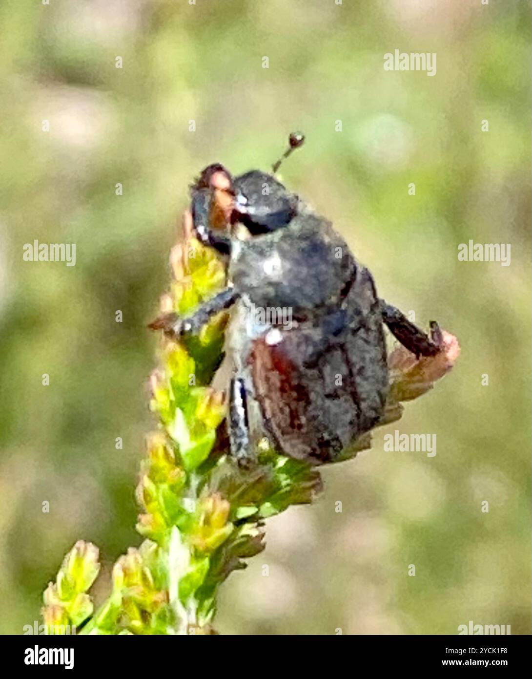 Welsh chafer hi-res stock photography and images - Alamy