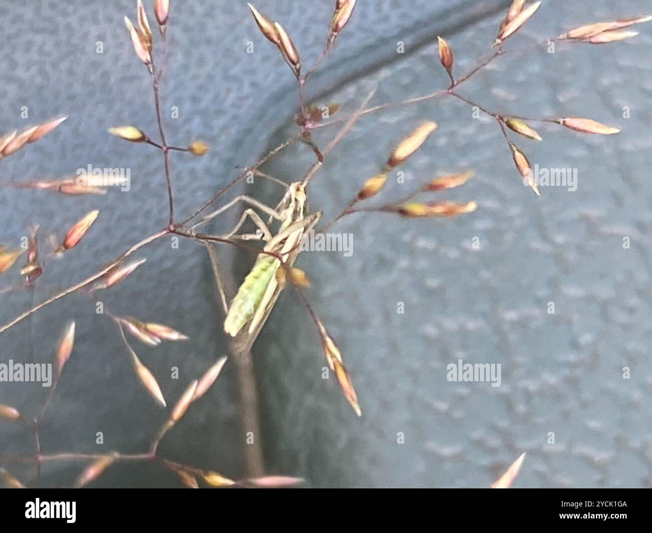 Two-spined Grass Bug (Stenodema calcarata) Insecta Stock Photo - Alamy