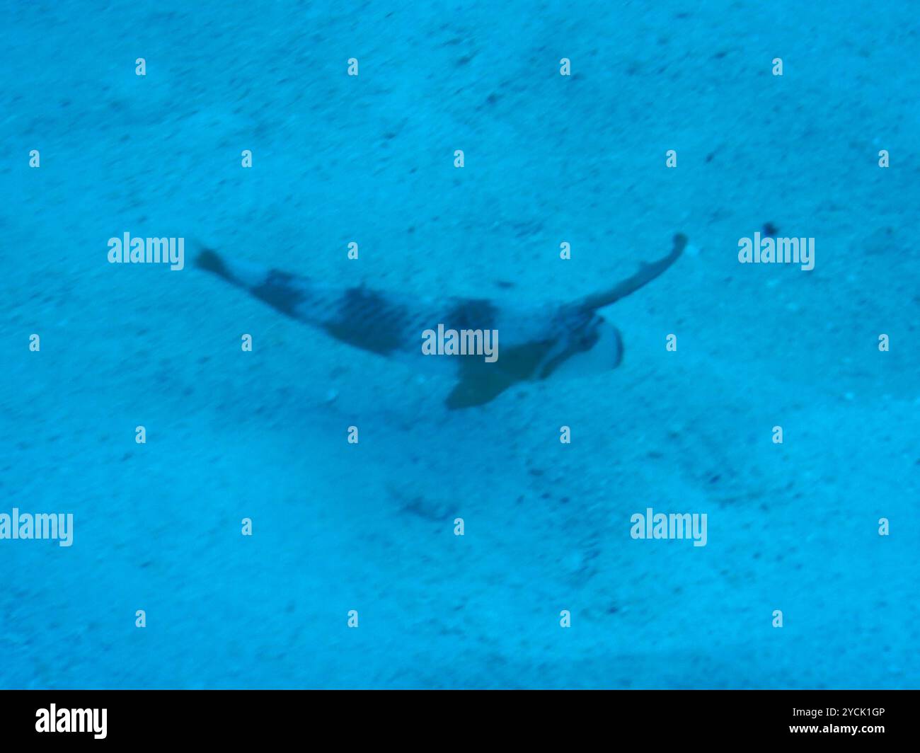 Peacock Razorfish (Iniistius pavo) Actinopterygii Stock Photo - Alamy