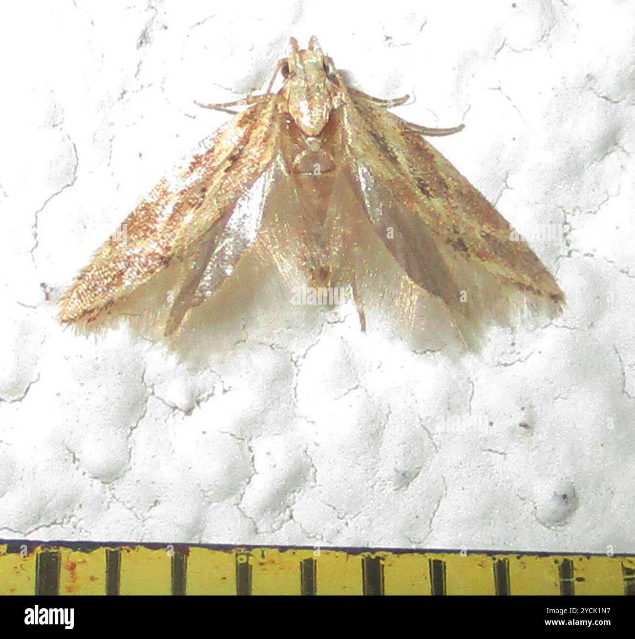 Butterflies and Moths (Lepidoptera) Insecta Stock Photo - Alamy