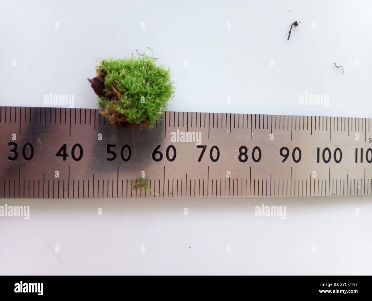 Cape Thread-moss (Orthodontium lineare) Plantae Stock Photo - Alamy