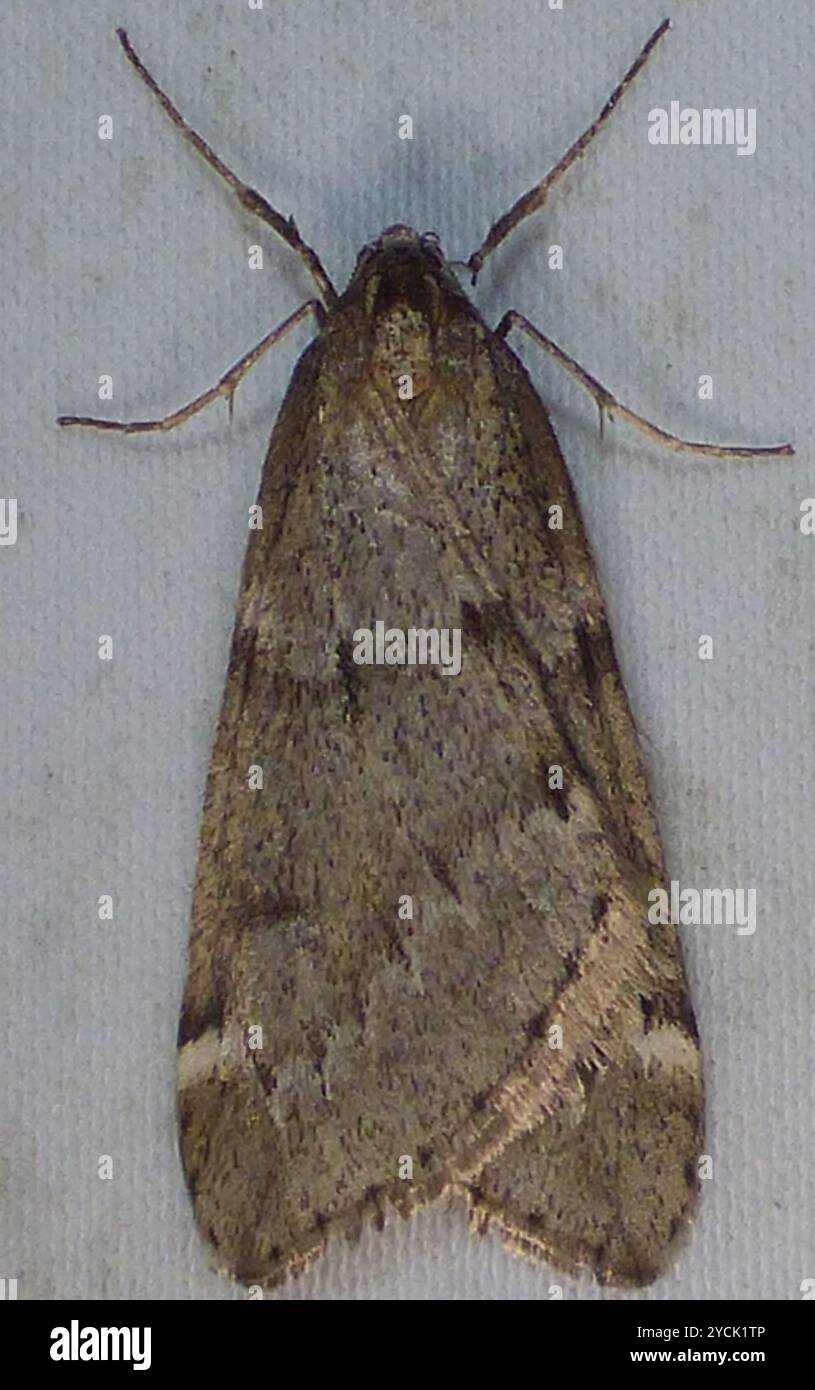 Fall Cankerworm Moth (Alsophila pometaria) Insecta Stock Photo - Alamy