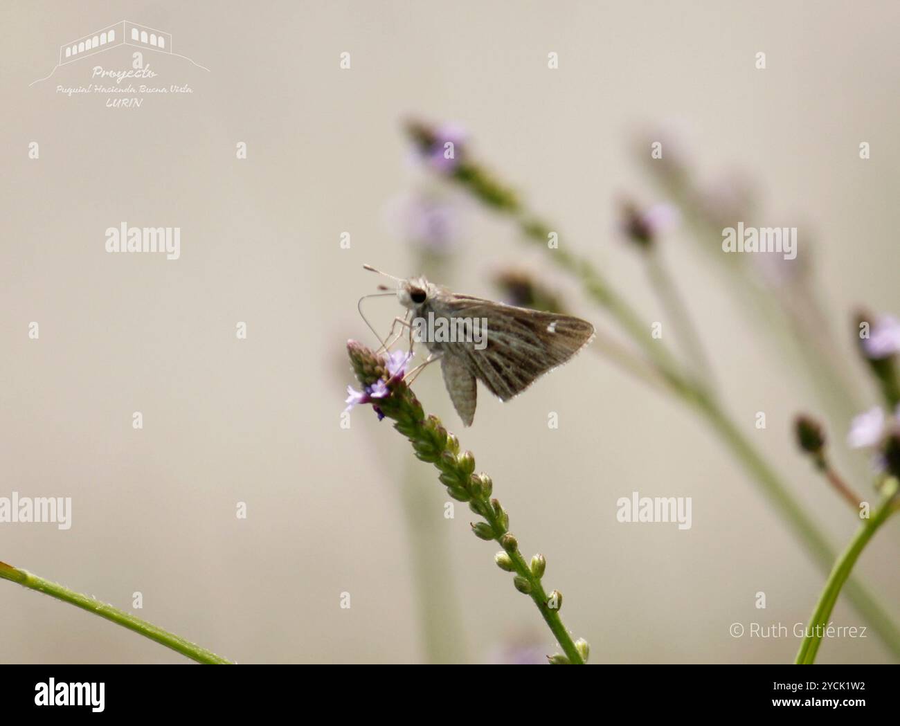 Lerodea hi-res stock photography and images - Alamy