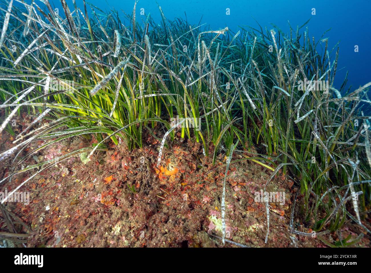 Neptun seagrass meadow, Posidonia oceanica, growing over rocks, Bastia ...