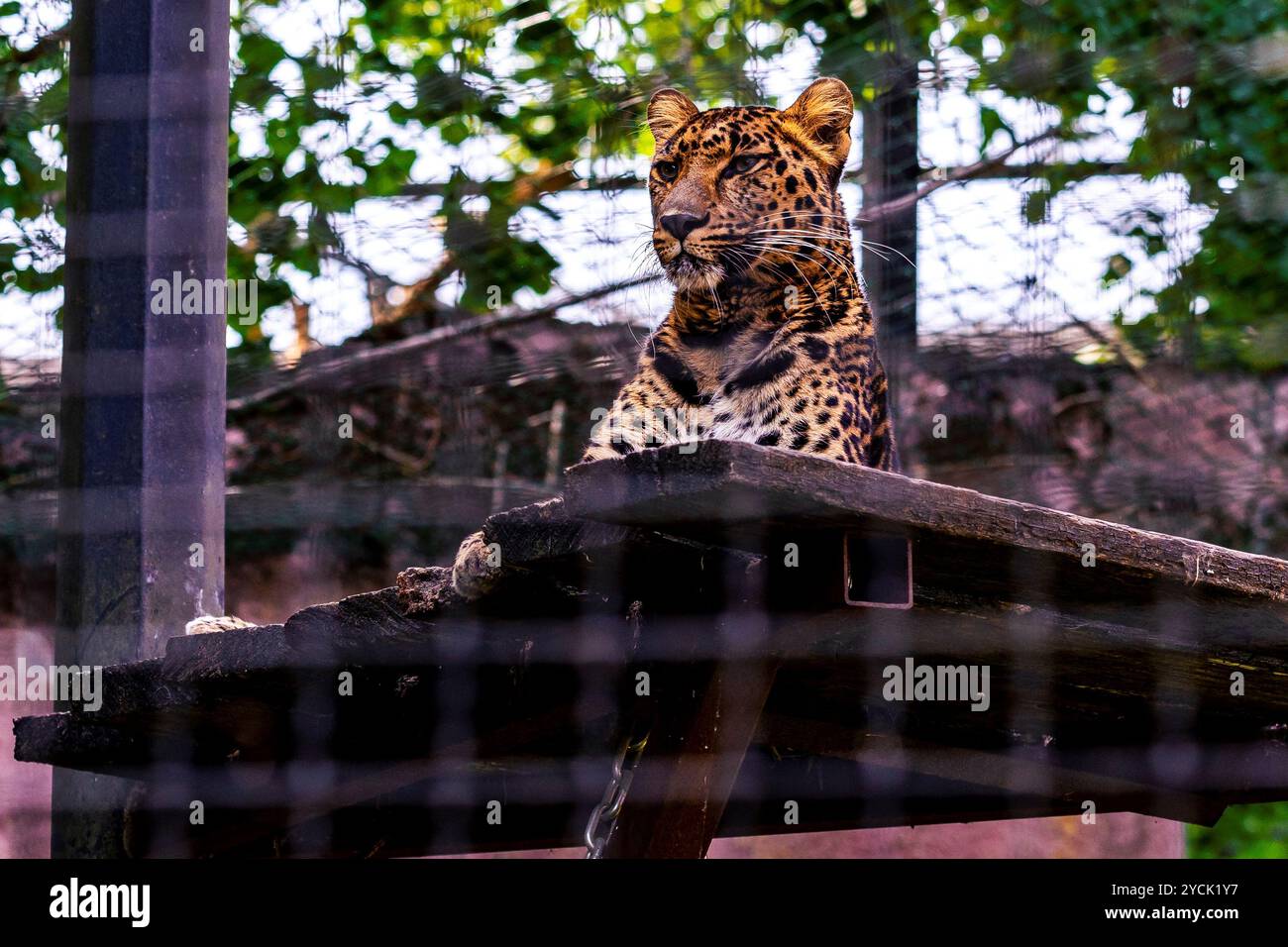 With piercing eyes, the leopard rests on a wooden platform amidst ...