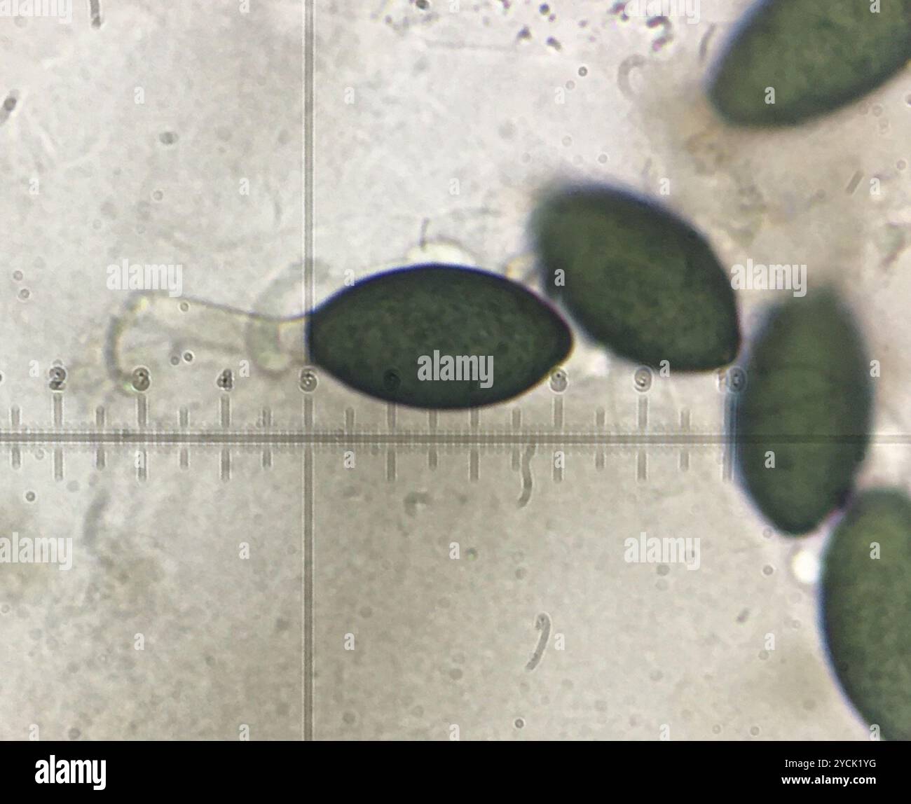(Podospora anserina) Fungi Stock Photo - Alamy