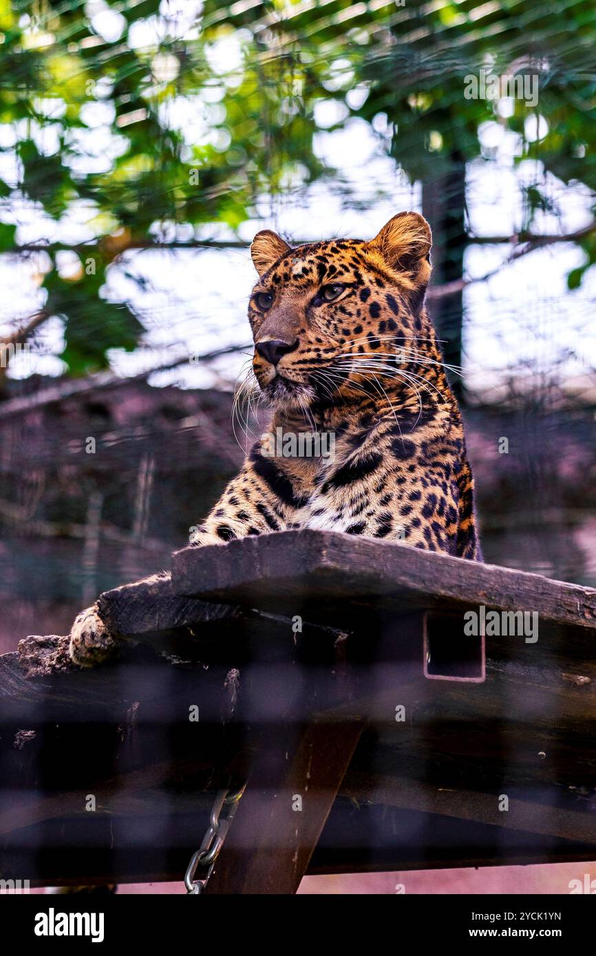 A sleek leopard lounges on a wooden platform, its sharp eyes scanning ...