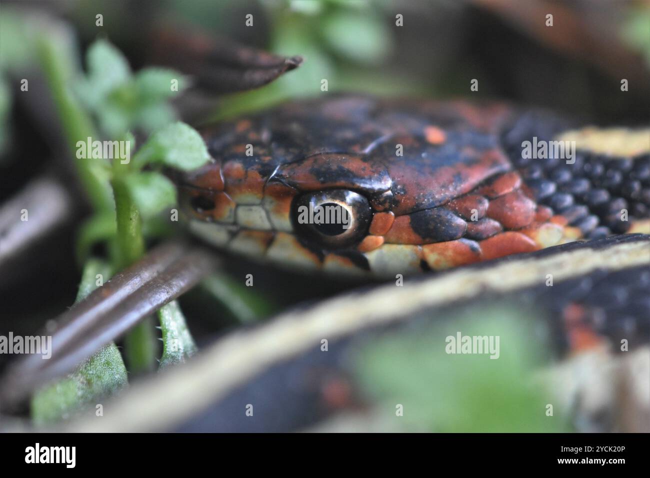 Puget Sound Garter Snake (Thamnophis sirtalis pickeringii) Reptilia ...