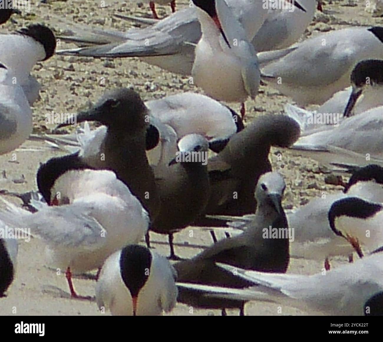 Lesser Noddy (Anous tenuirostris) Aves Stock Photo - Alamy