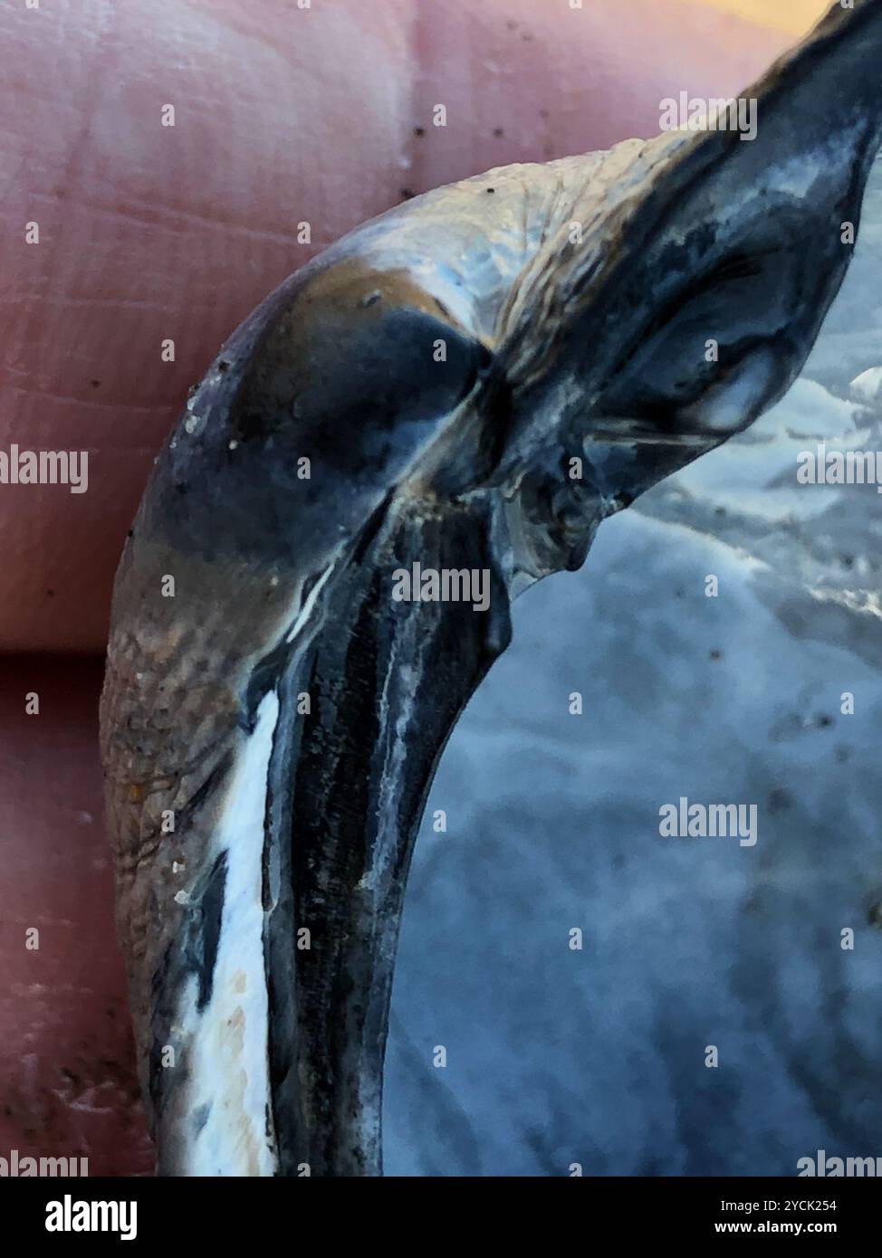 Pacific Littleneck Clam (Leukoma staminea) Mollusca Stock Photo - Alamy