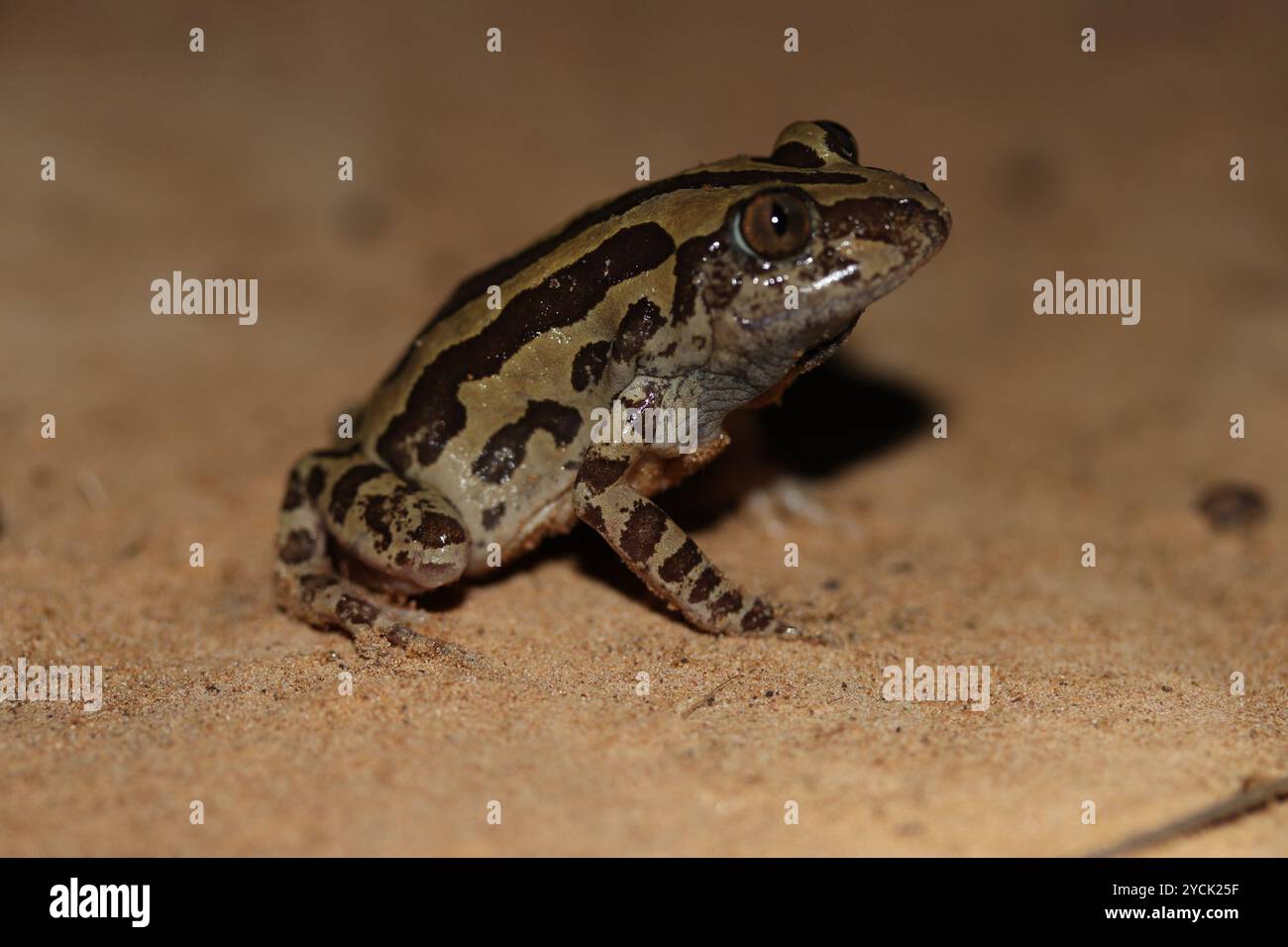 Senegal Running Frog (Kassina senegalensis) Amphibia Stock Photo - Alamy
