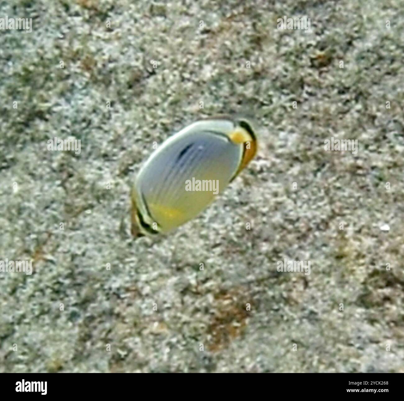 Indian Redfin Butterflyfish (Chaetodon trifasciatus) Actinopterygii ...