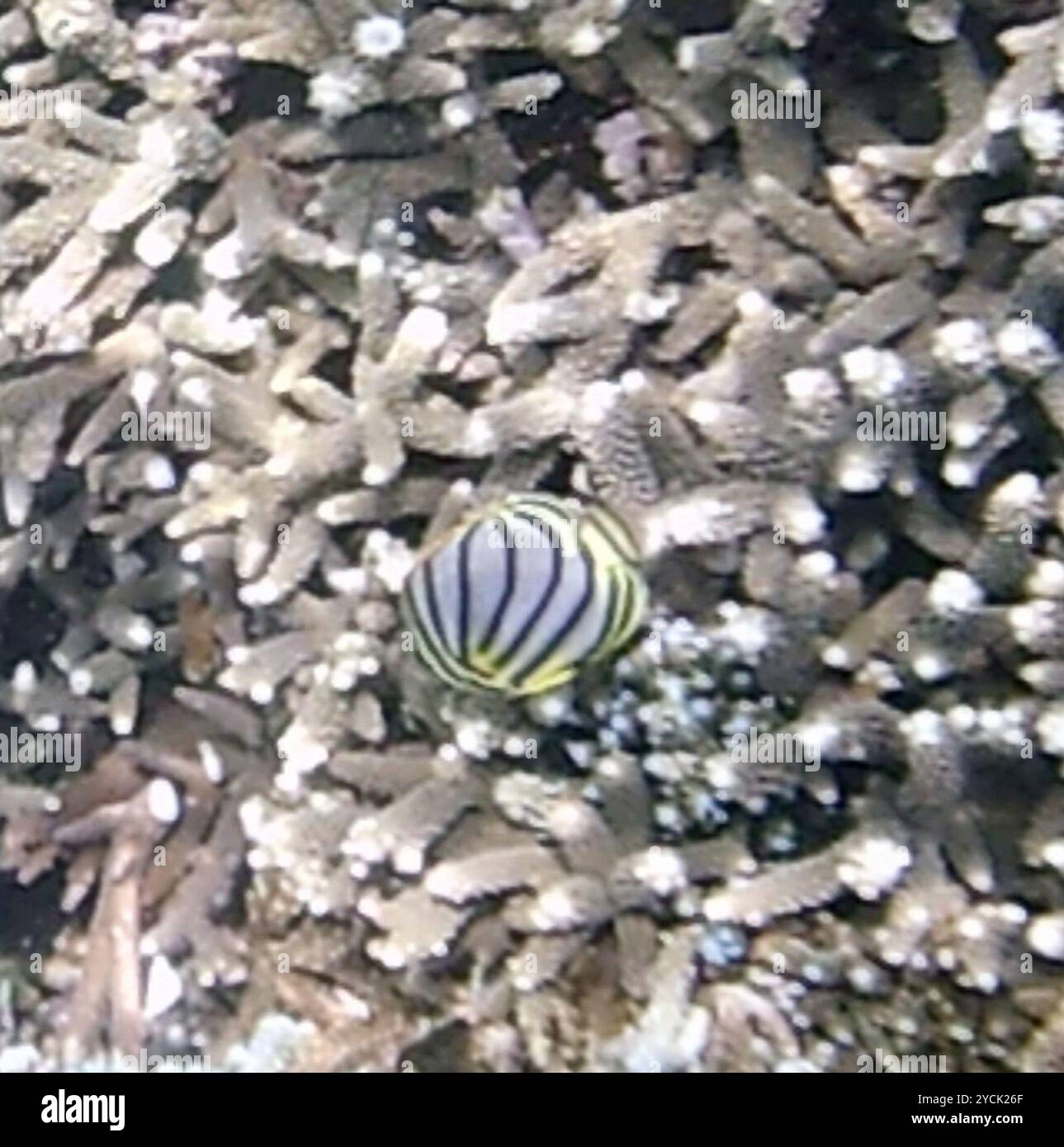 Meyers butterflyfish hi-res stock photography and images - Alamy