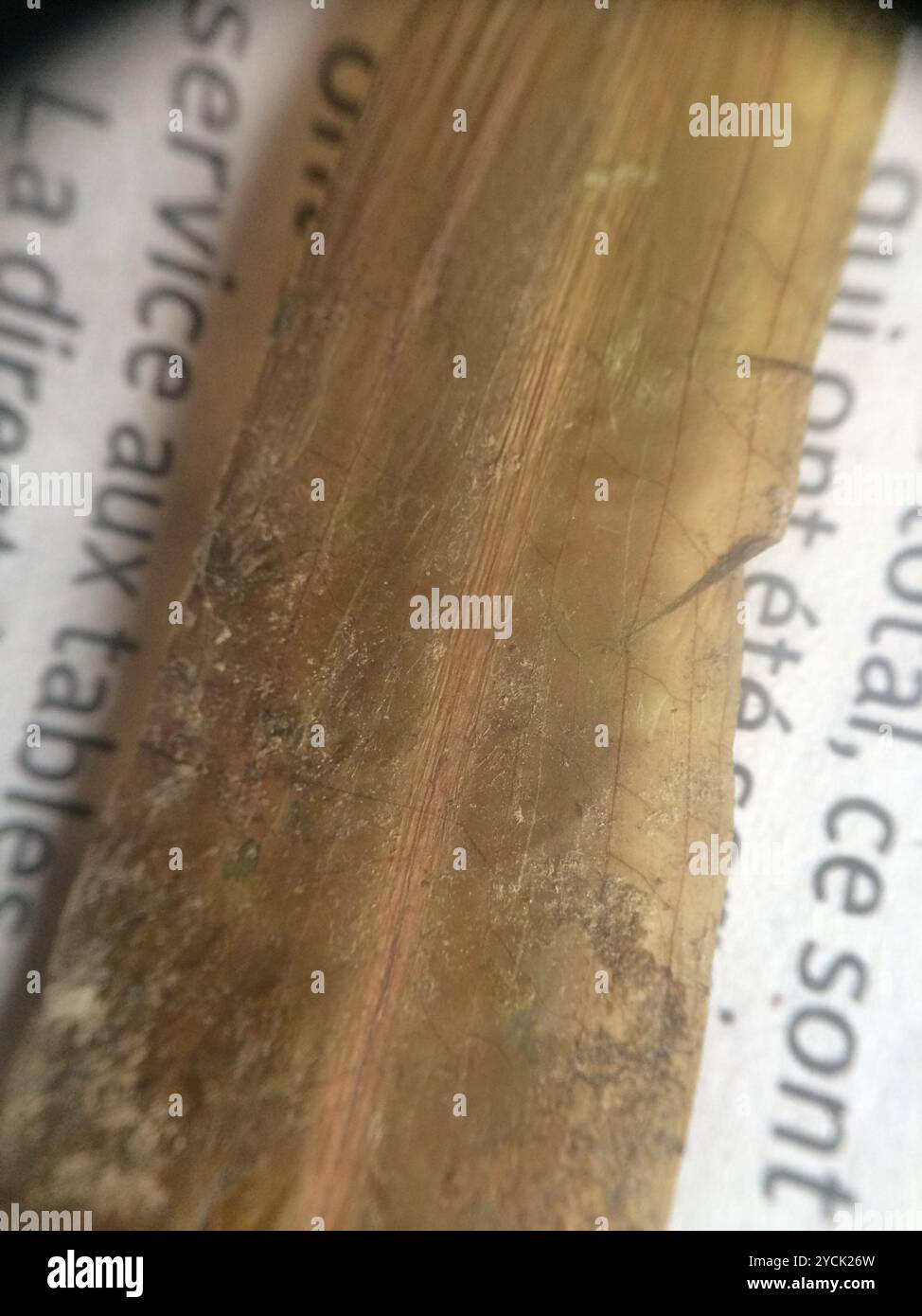 Northern Pondweed (Potamogeton alpinus) Plantae Stock Photo - Alamy