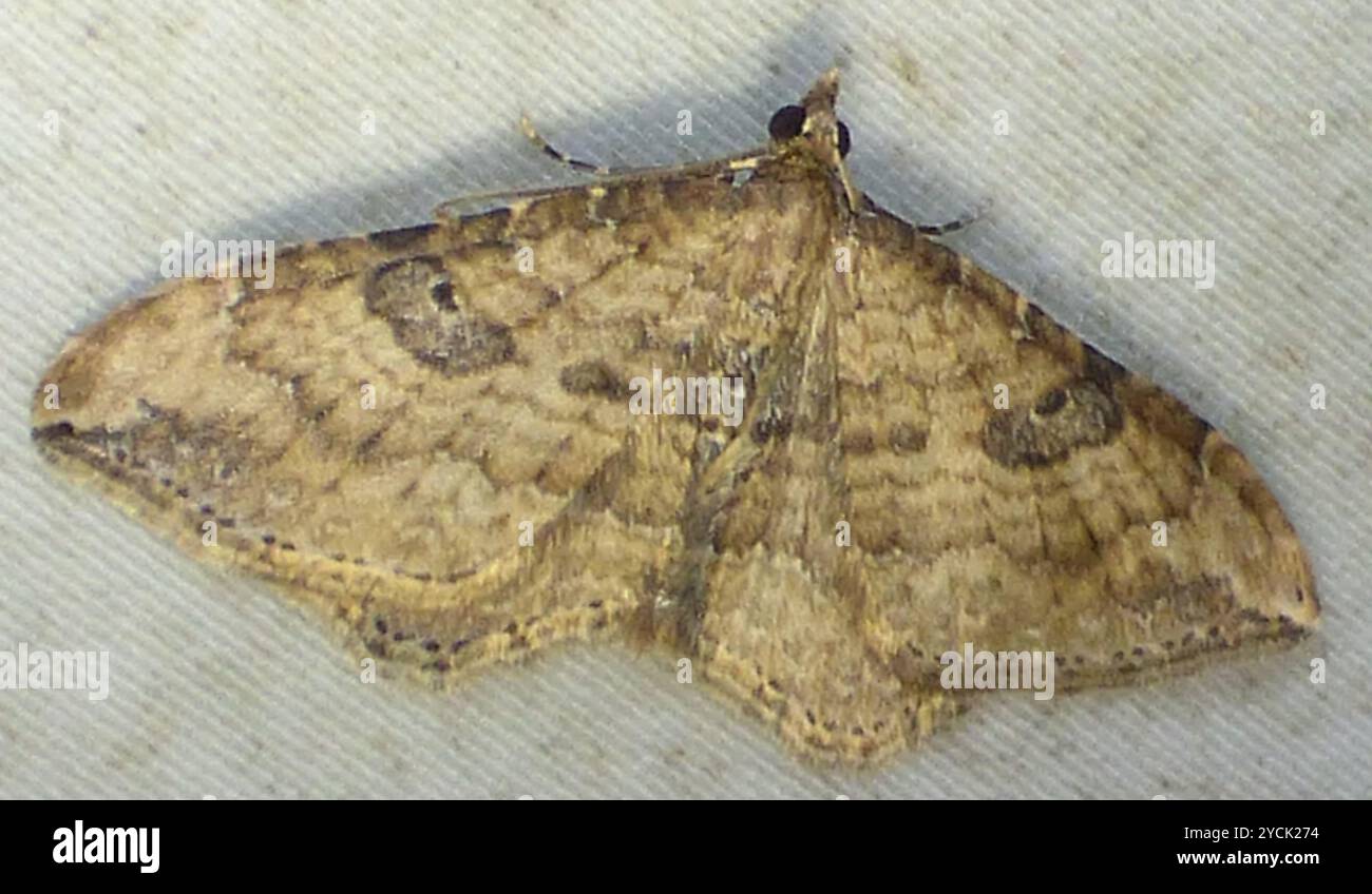 Gem Moth (Orthonama obstipata) Insecta Stock Photo - Alamy