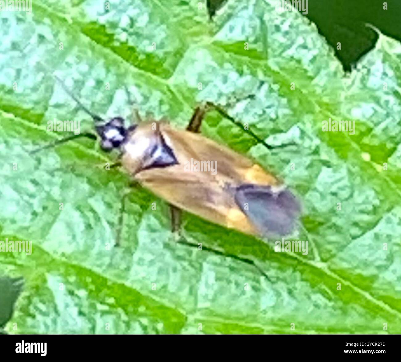Common Nettle Flower Bug (Plagiognathus arbustorum) Insecta Stock Photo ...