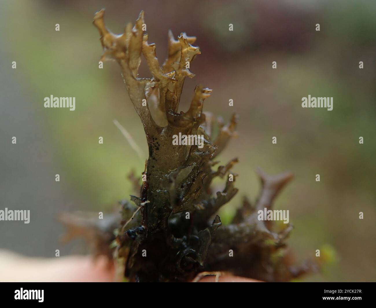 Antlered Jellyskin Lichen (Scytinium palmatum) Fungi Stock Photo - Alamy