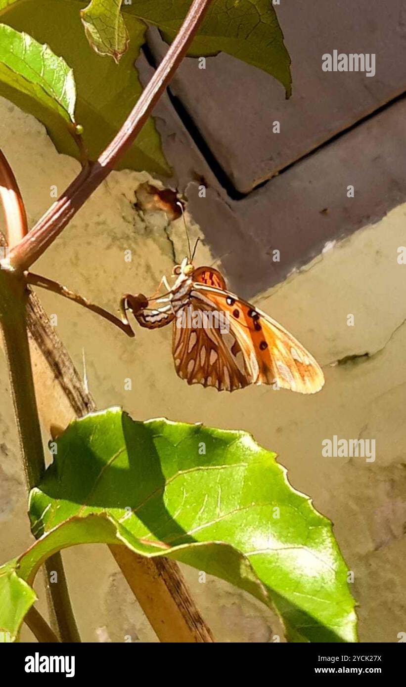 Dione vanillae maculosa hi-res stock photography and images - Alamy