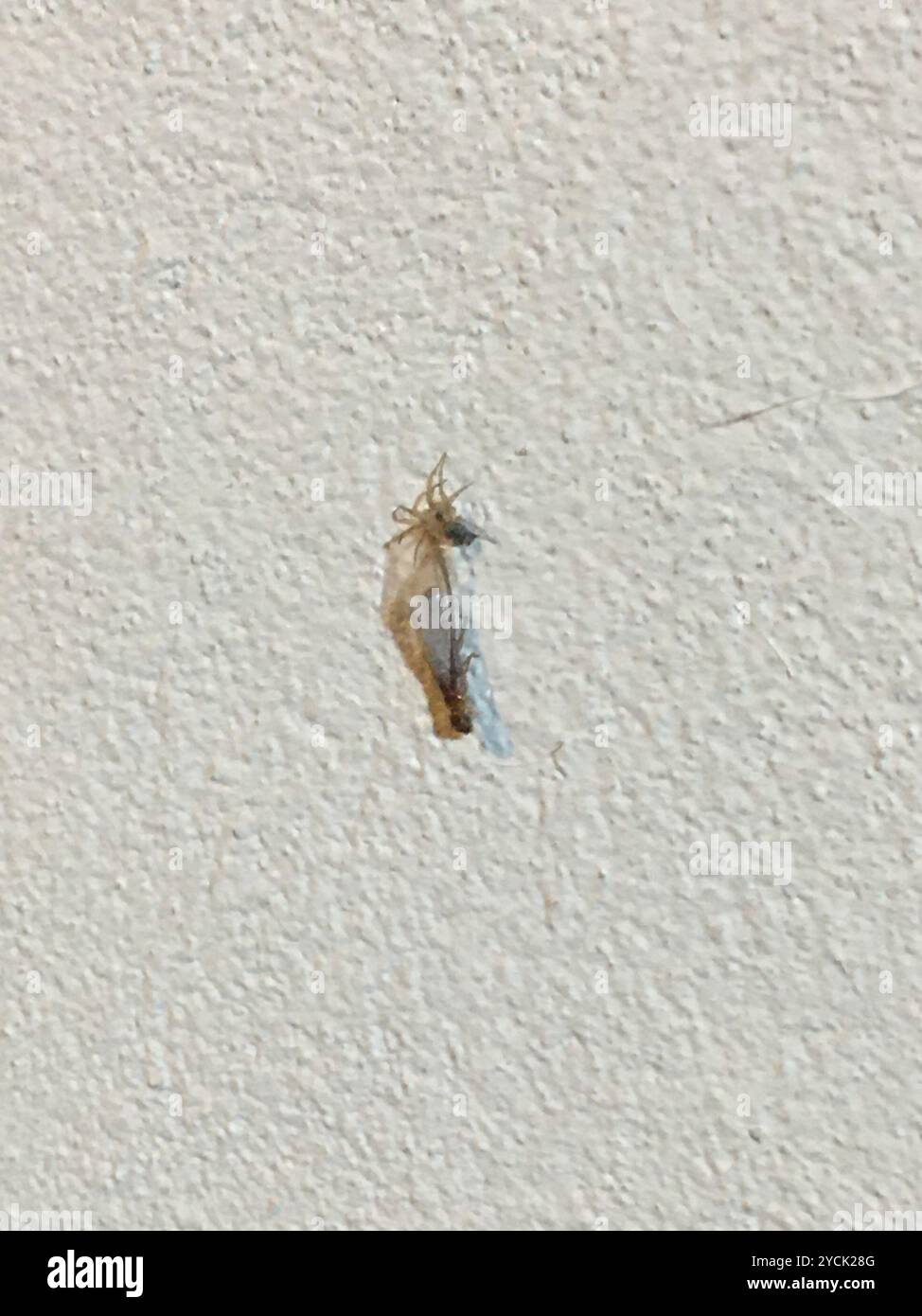 Wall Spider (Oecobius navus) Arachnida Stock Photo - Alamy