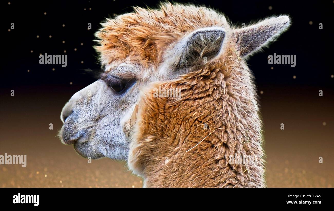 Beautiful reverse portrait view of an adorable beige thick woolly ...