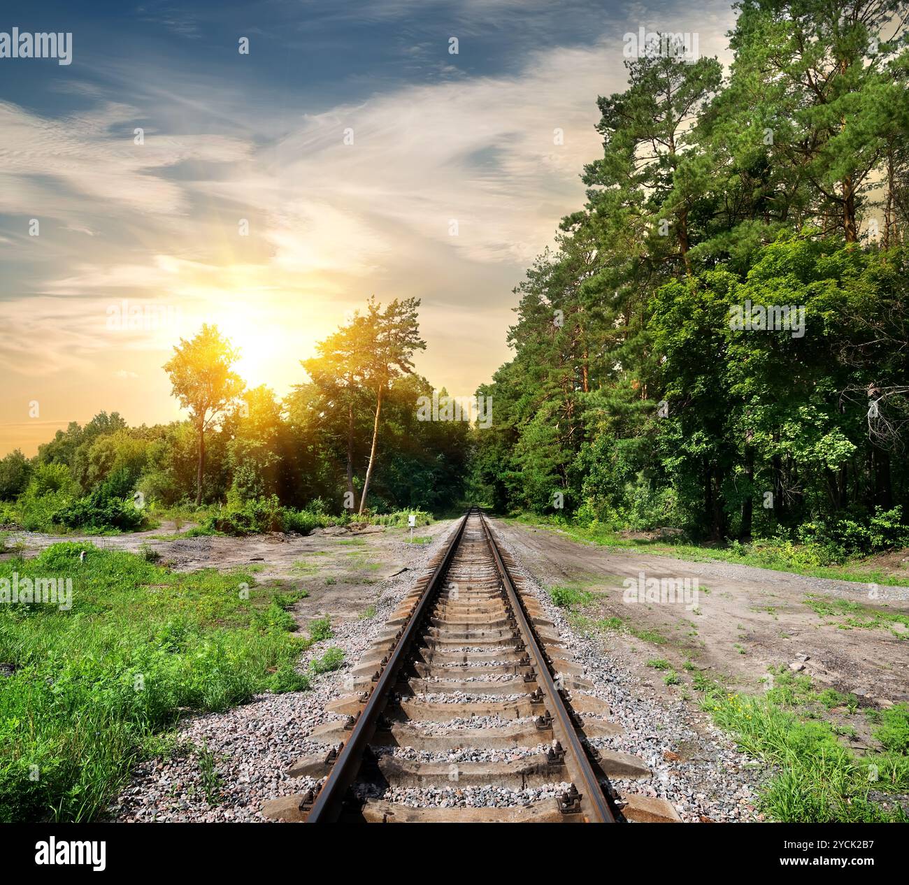 Railroad through the forest Stock Photo - Alamy