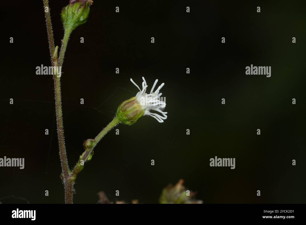 common medicineplant (Adenostemma lavenia) Plantae Stock Photo - Alamy