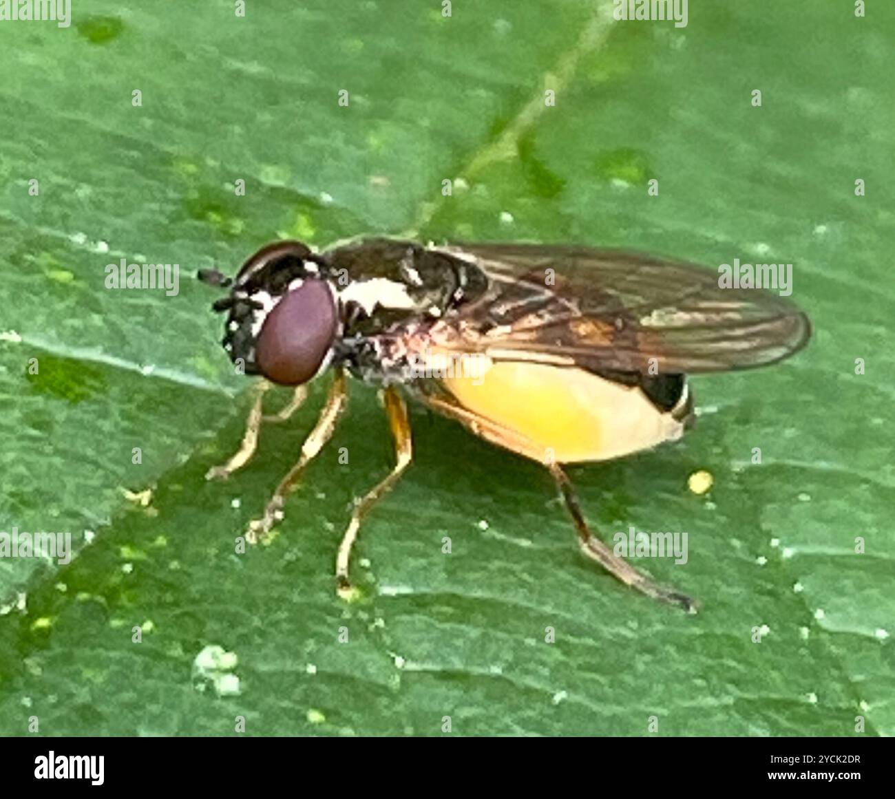 Variable Duskyface Fly (Melanostoma mellinum) Insecta Stock Photo - Alamy