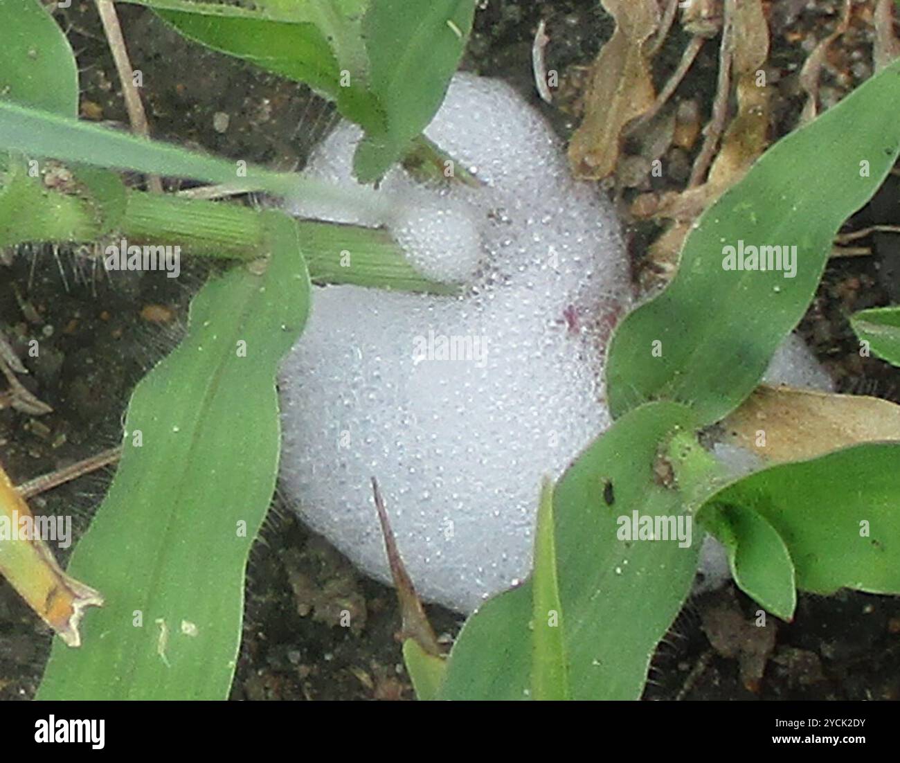 Spittlebugs and Froghoppers (Cercopoidea) Insecta Stock Photo - Alamy