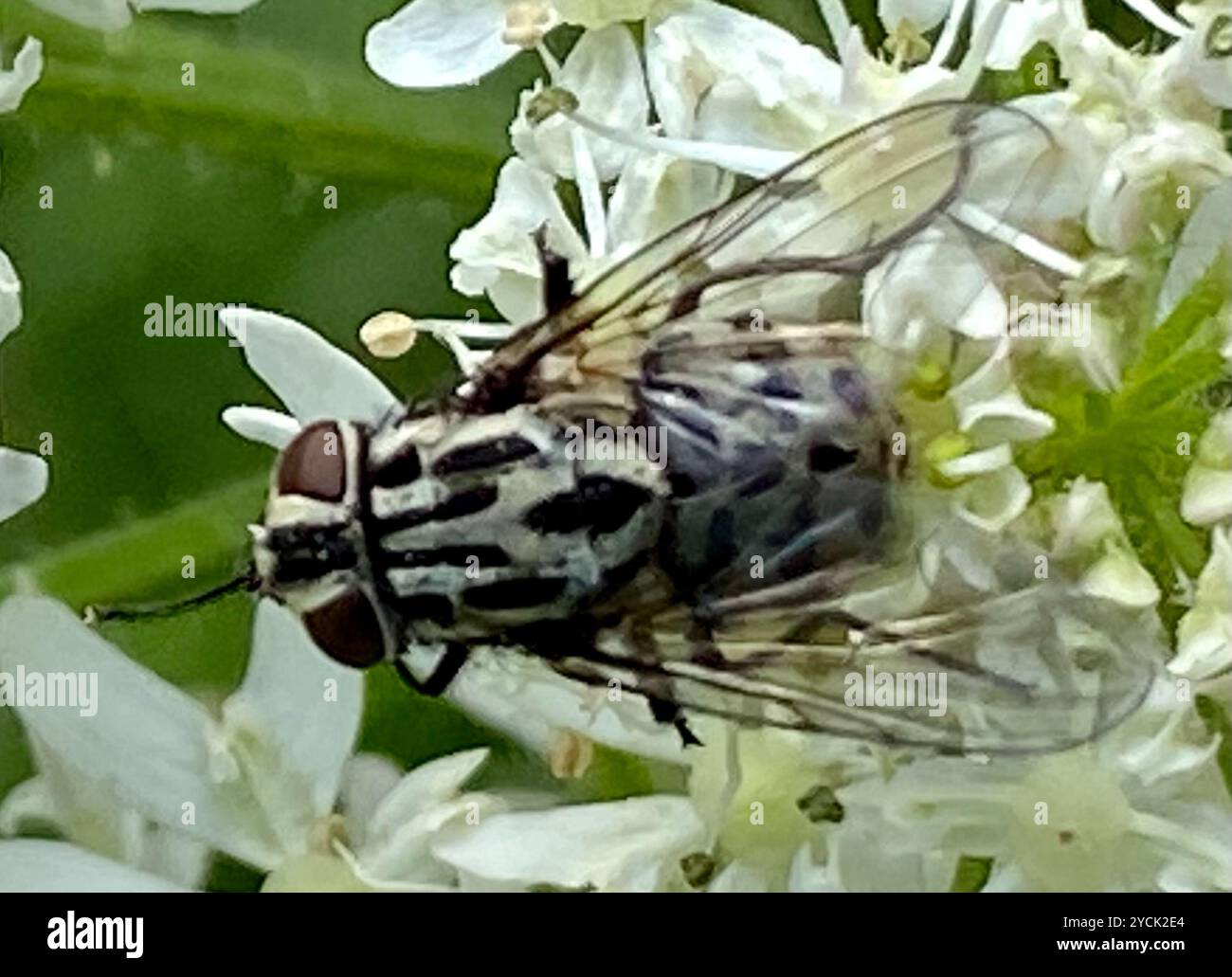 (Graphomya maculata) Insecta Stock Photo - Alamy