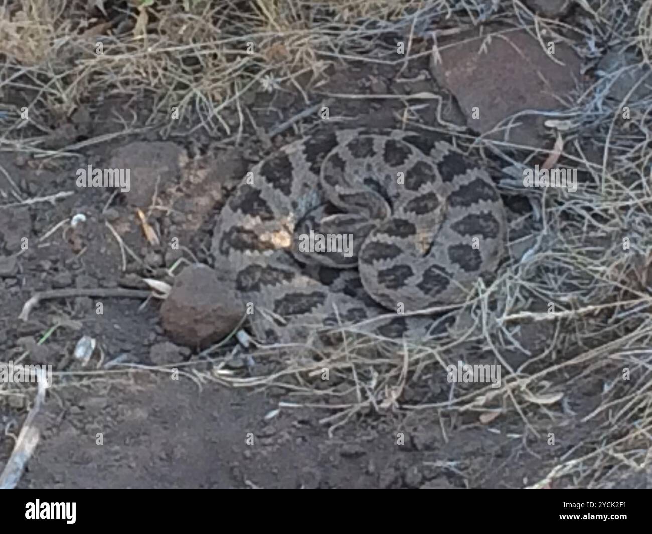 Great Basin Rattlesnake (Crotalus oreganus lutosus) Reptilia Stock ...